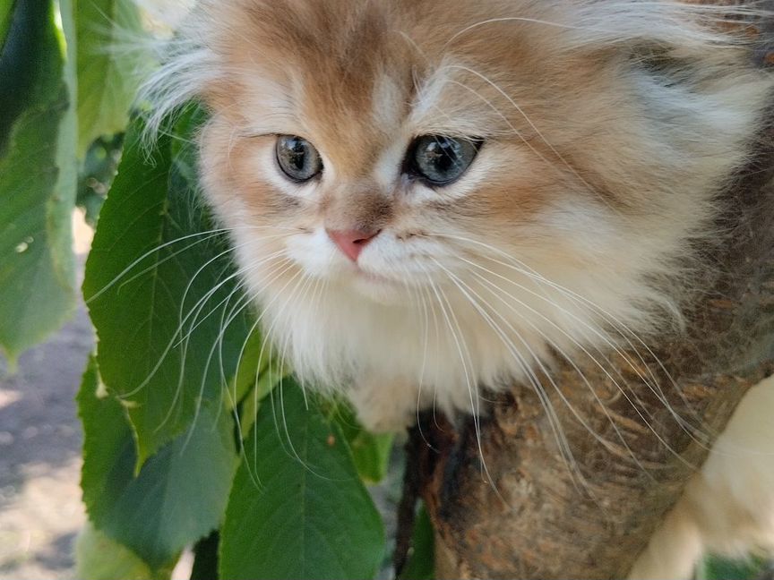 Британский золотой медвежонок