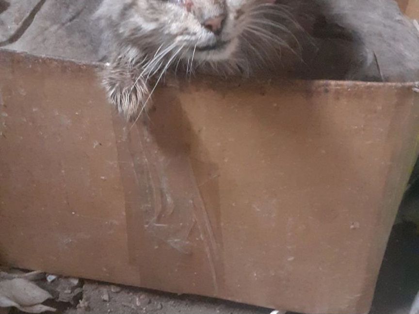 Кот в беде