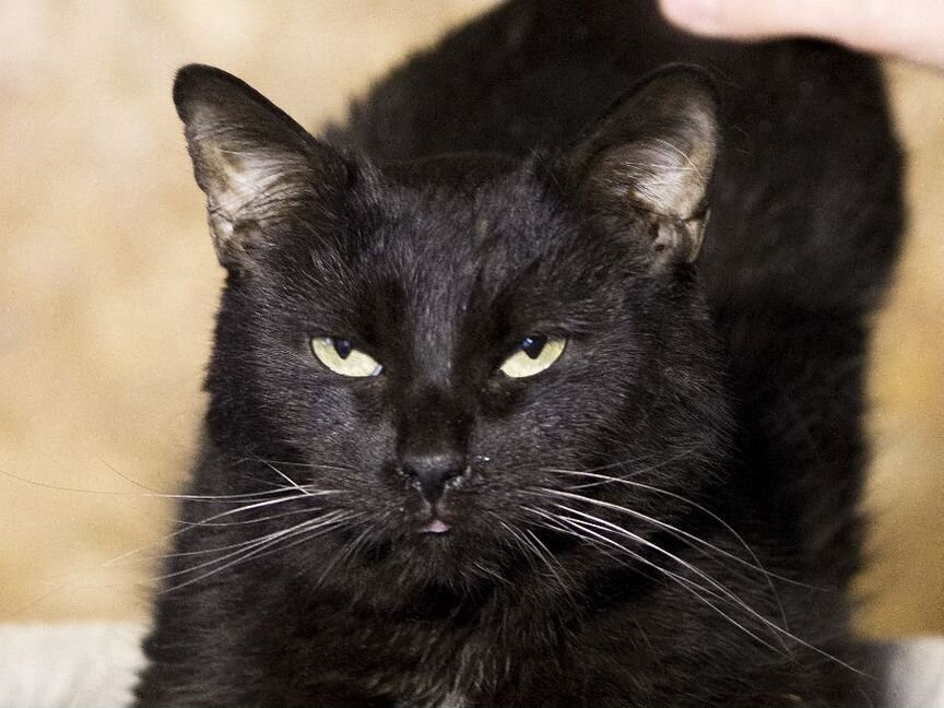 Котик Василий в добрые руки