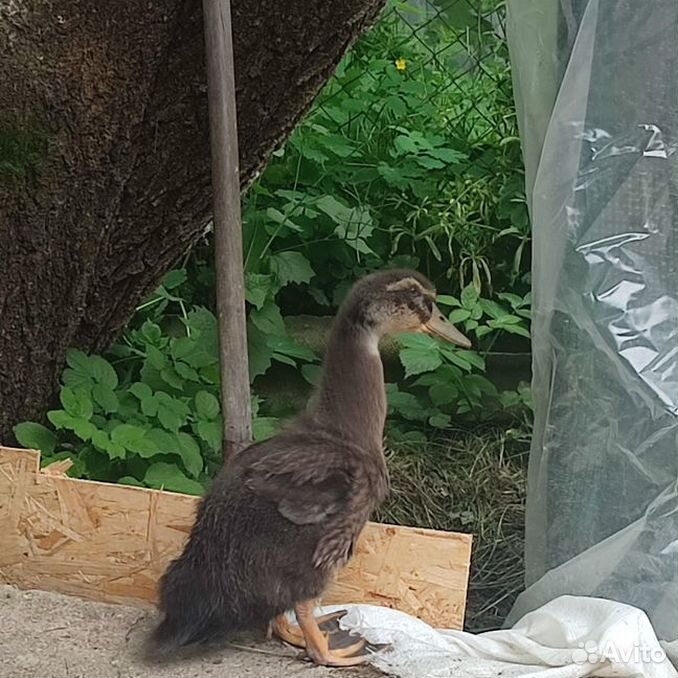 Утки, утята башкирские