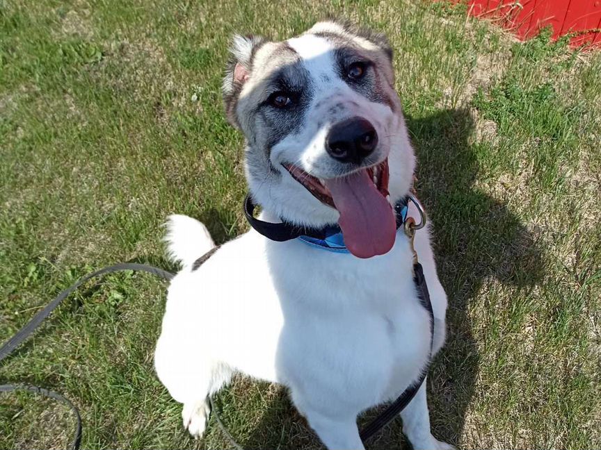 Собака в добрые руки