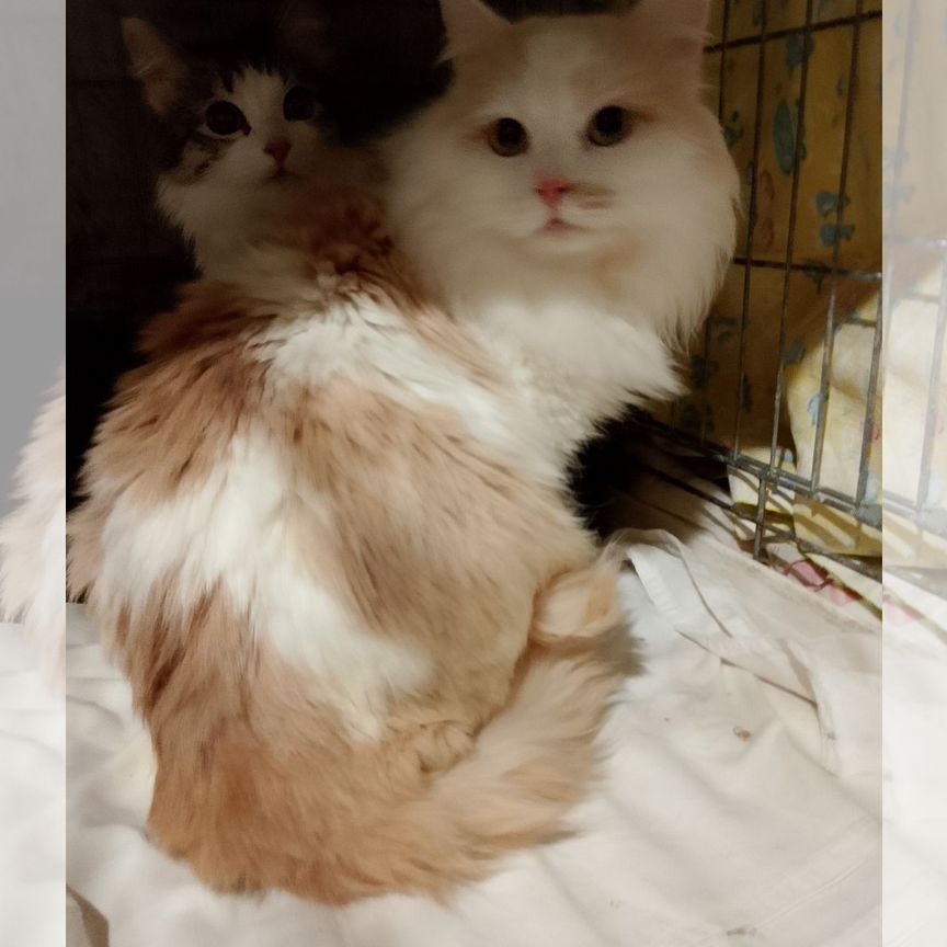 Взрослый кот в добрые руки