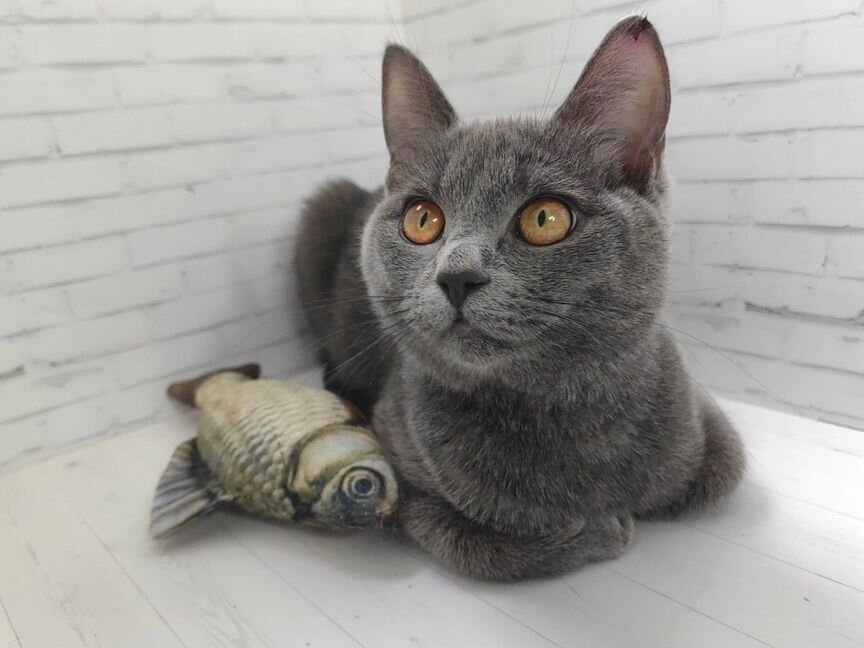 Серая кошка с медовыми глазами