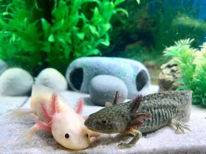 Аквариум, фильтр и мотыль