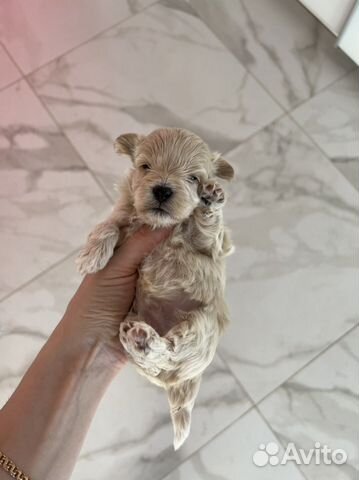 Мальтипу ф1 микро мальчик капучино exclusive bear