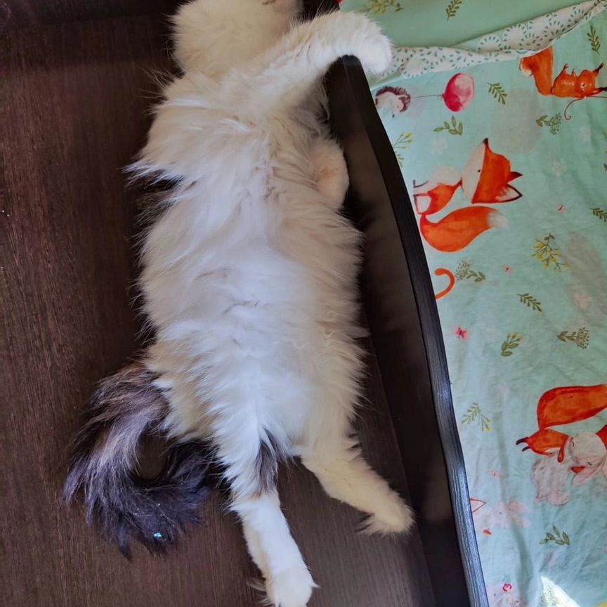 Котики бесплатно в добрые руки