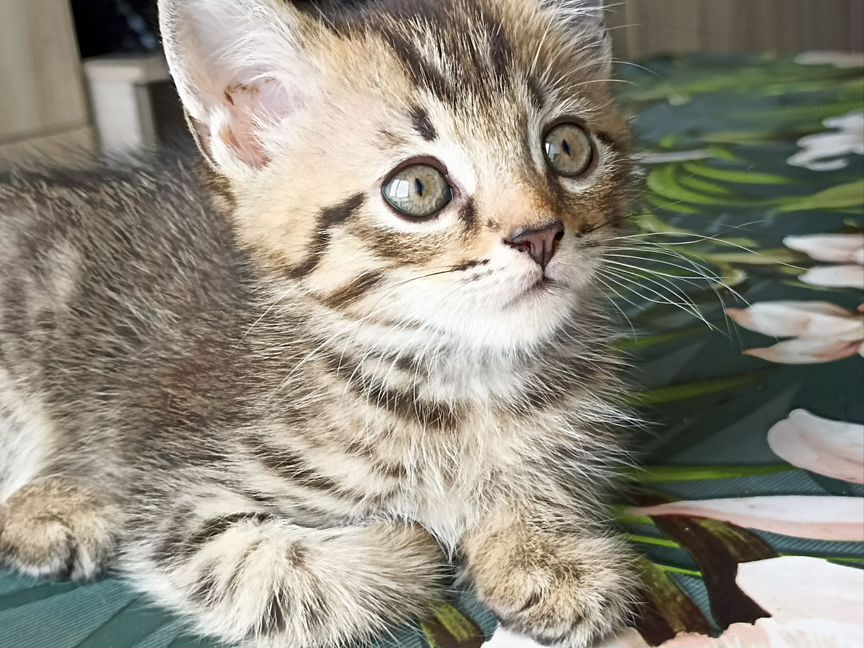 Котята питомника Сибирской кошки, 2 мес