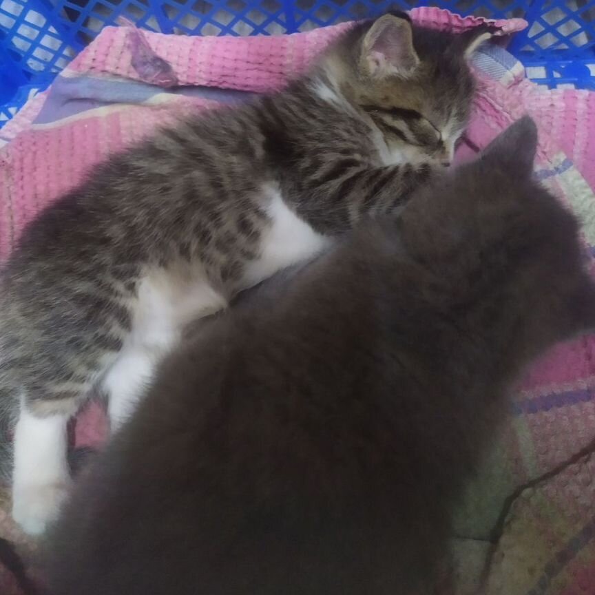 Британский длинношёрстный котёнок