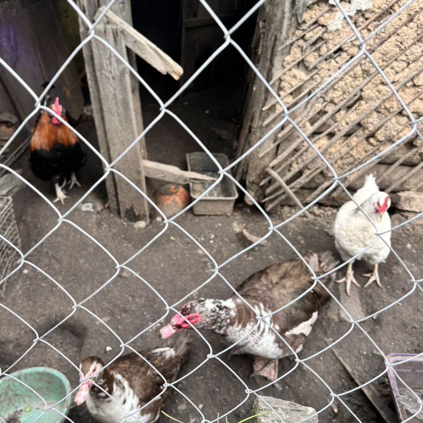 Индоутки на развод, петух и курица