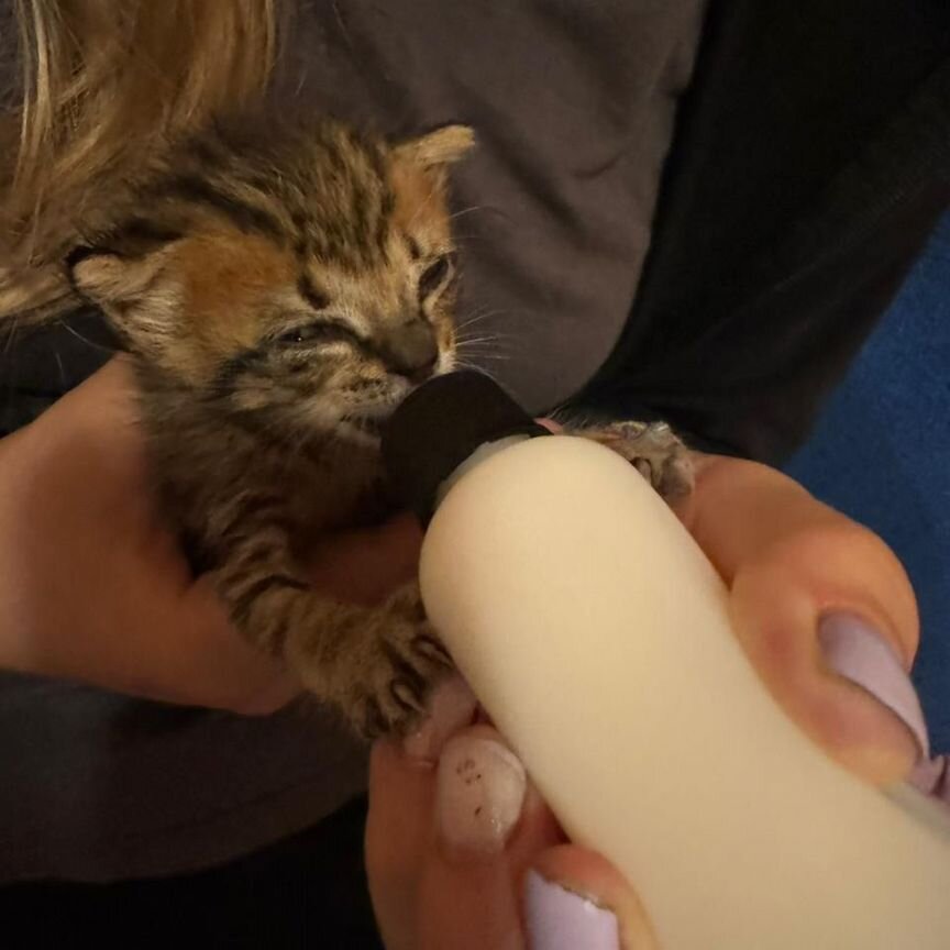Отдаю котенка бесплатно