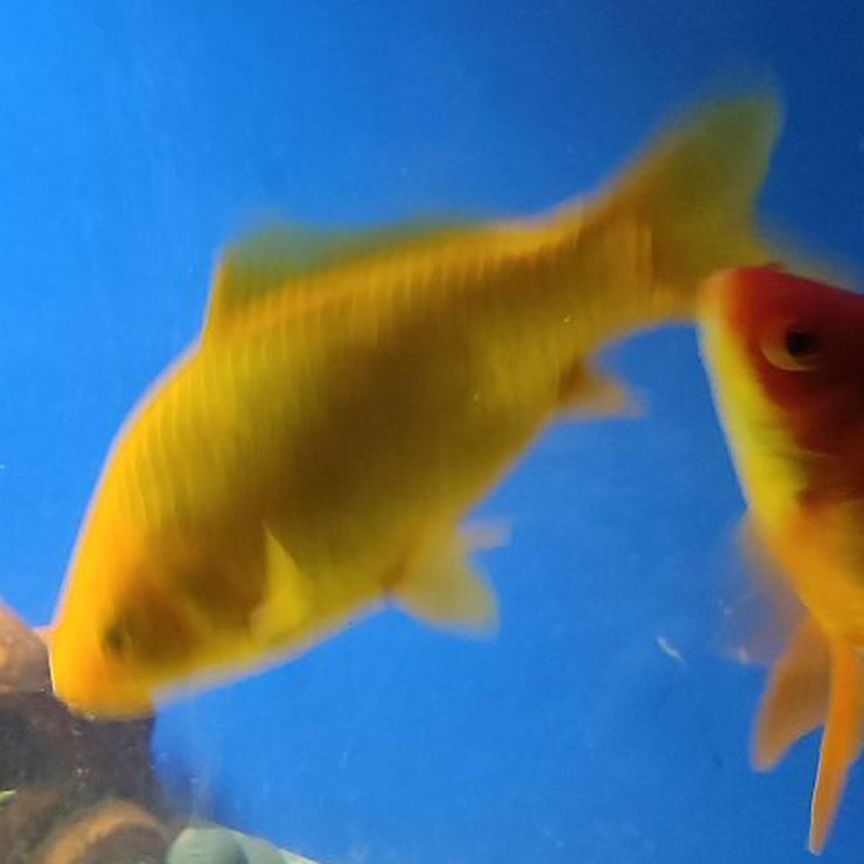 Золотая рыбка