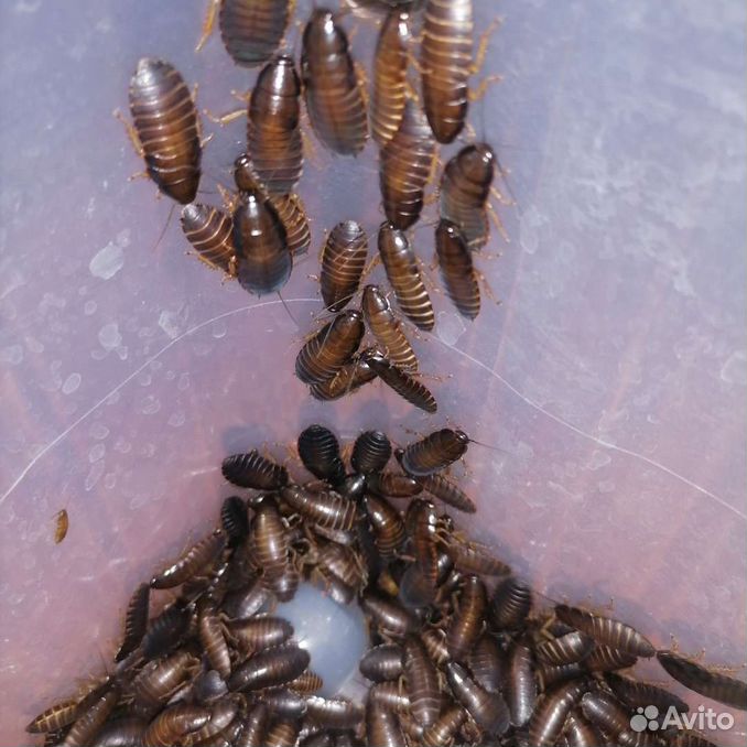 Мраморные, тараканы, Сверчки, зофобас, туркменские