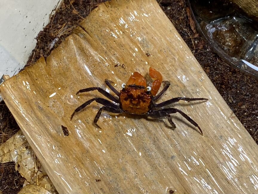 Краб Geosesarma cf. hagen ‘super red, white eyes’