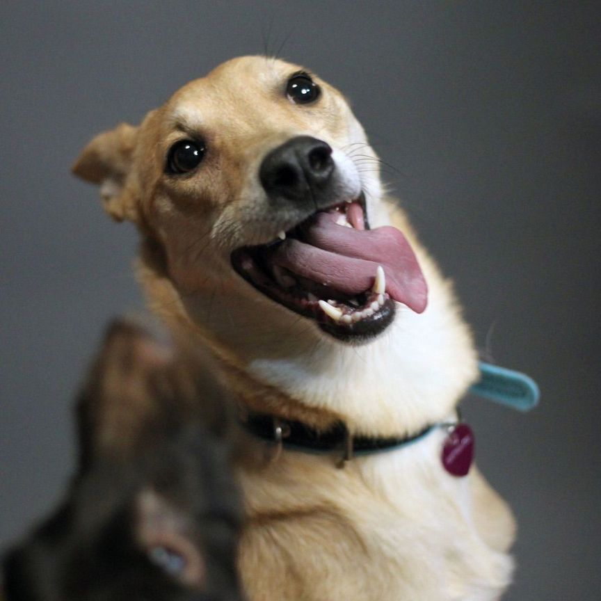 Собака в добрые руки