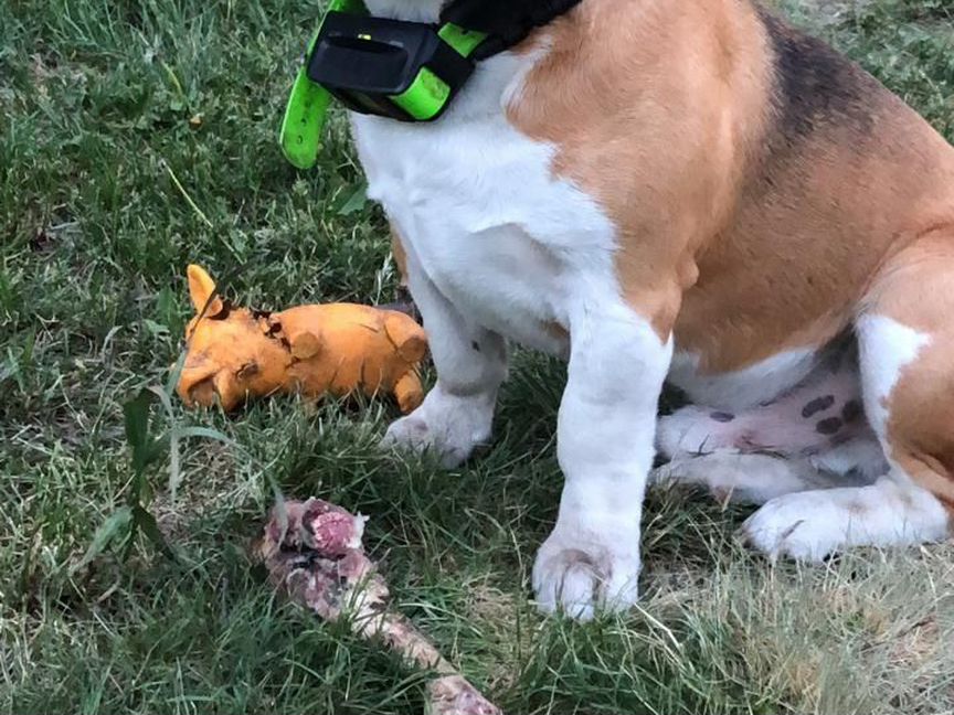 Бигль вязка кобель