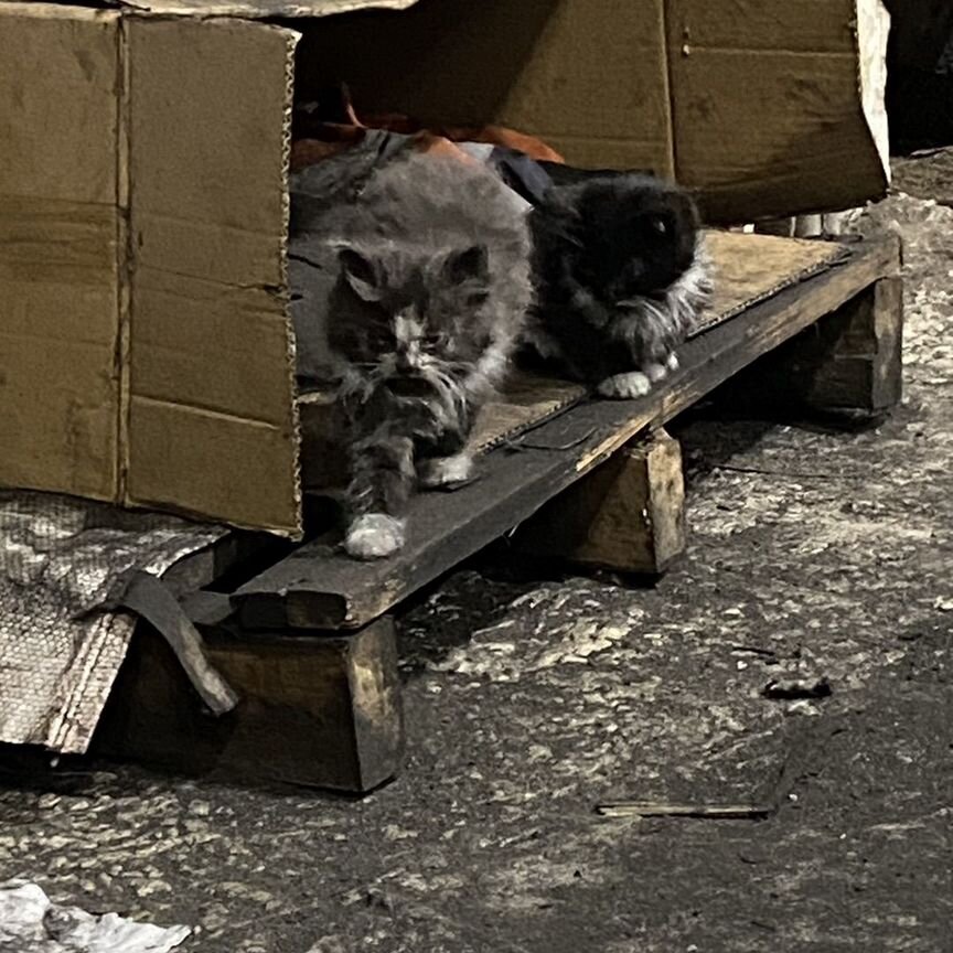 Котята в добрые руки бесплатно