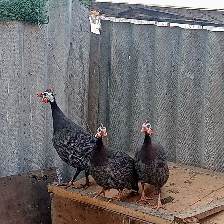 Молодые цицарки