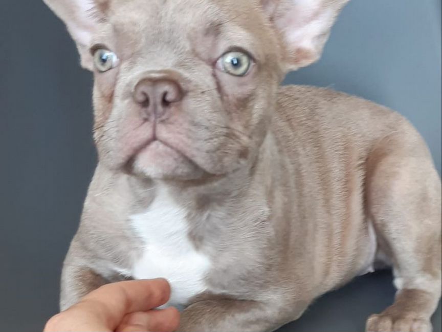 Изабелловые девочки