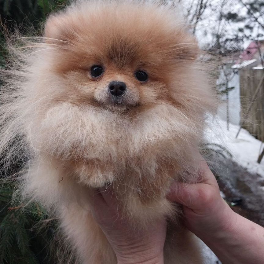 Померанский шпиц, щенок