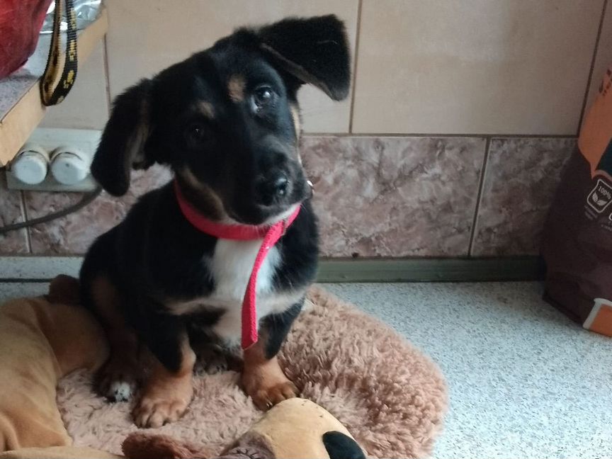 Рудик 4 мес 25-30 см в холке