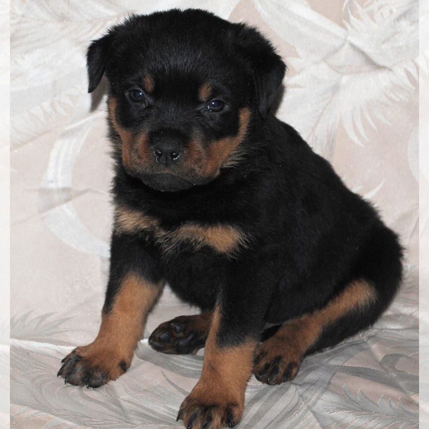 Ротвейлер, щенок