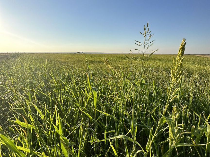 Продам сено суданку солому в кипах