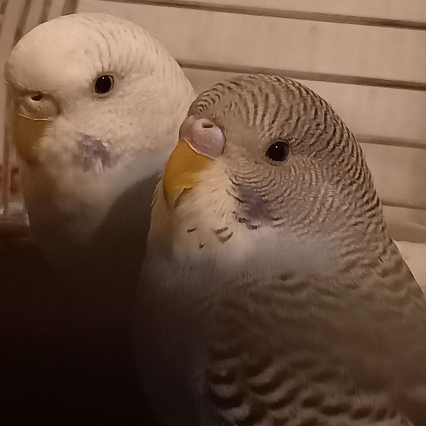 Волнистый попугай с клеткой