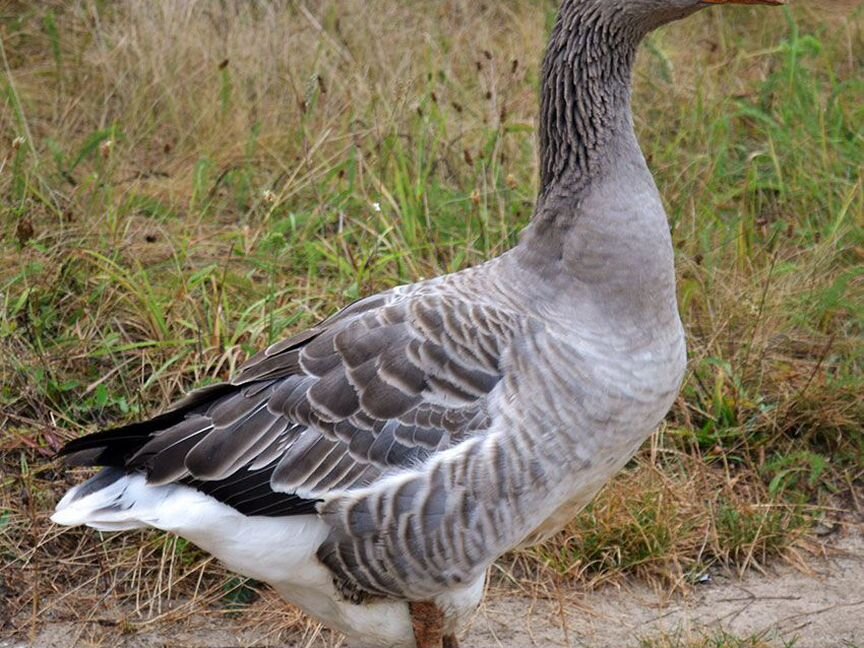 Продам гусей