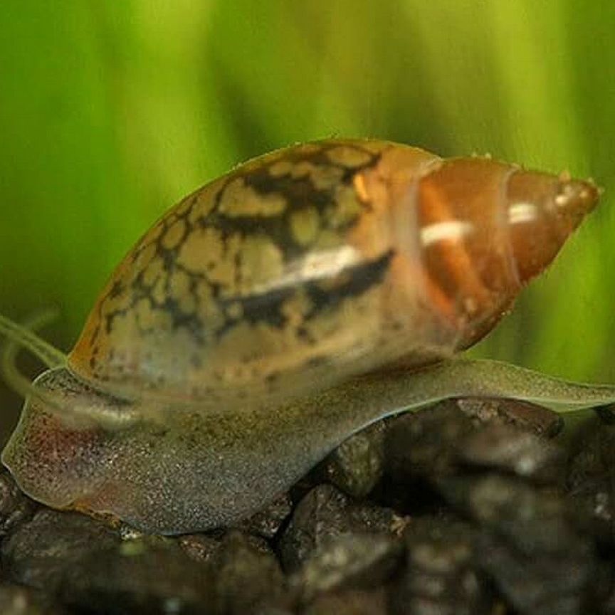 Моллюск Физа