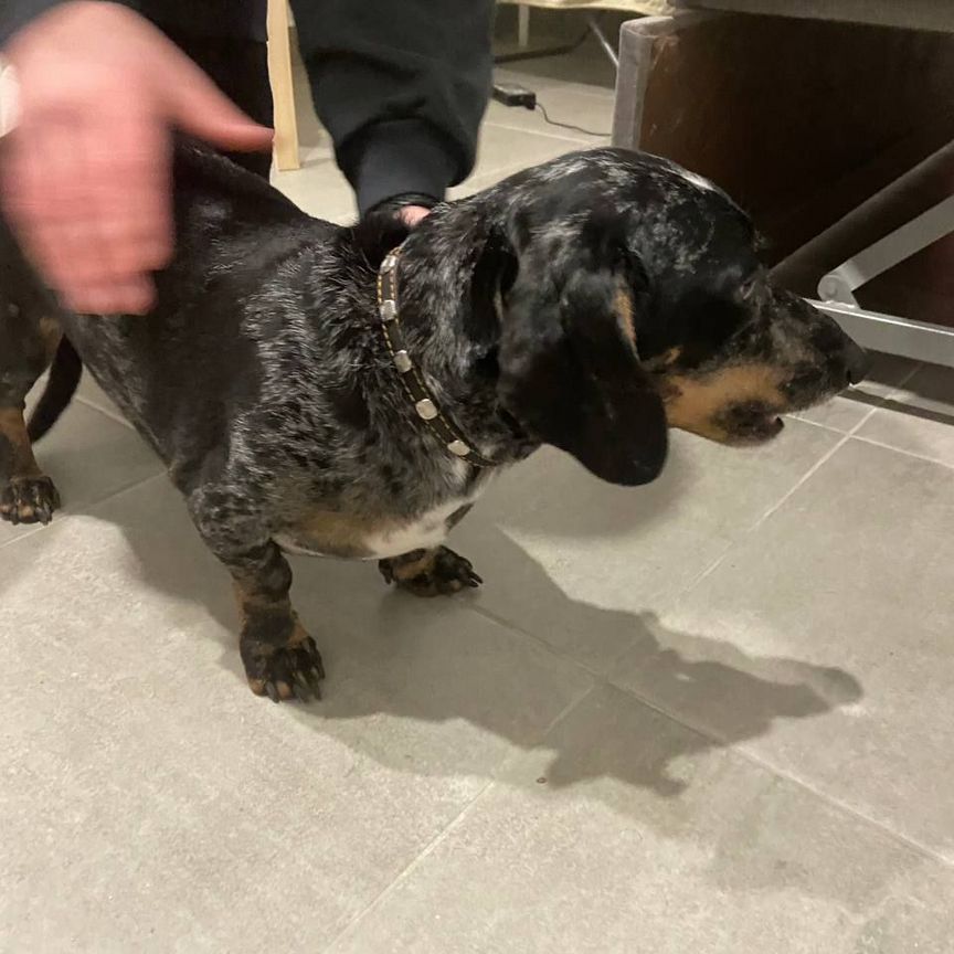 Такса, щенок