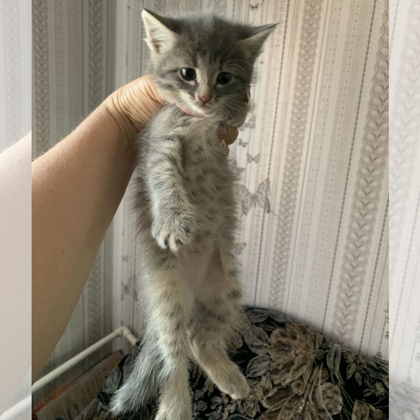 Котята в добрые руки, 1,5 месяца
