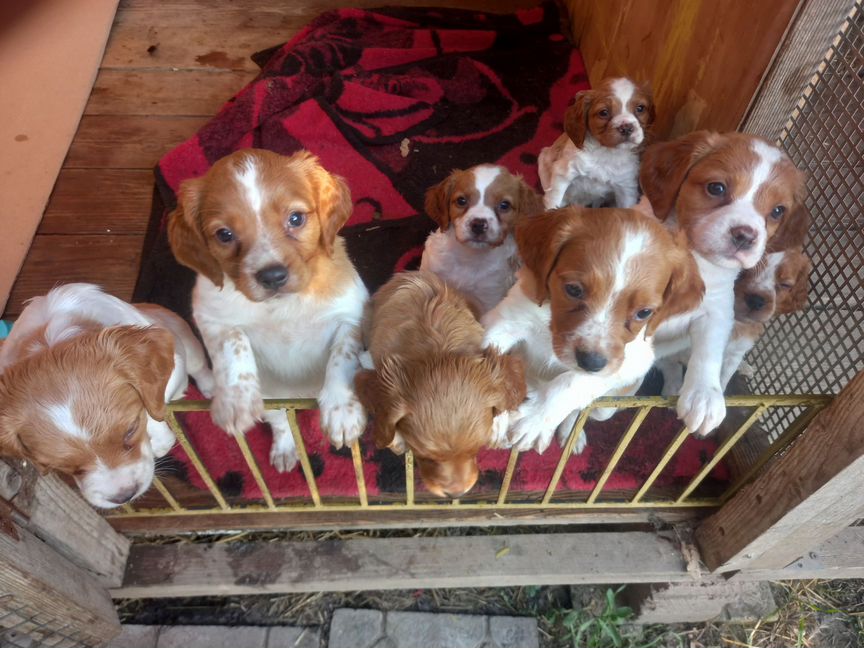 Бретонский эпаньоль щенки