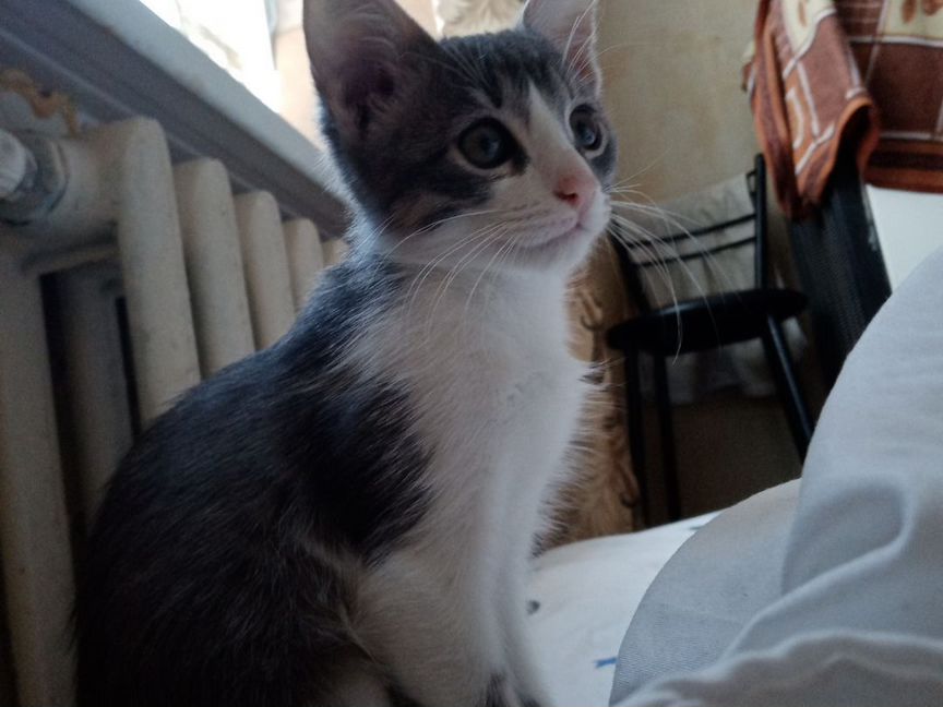 Котенок мальчик бесплатно 3 месяца