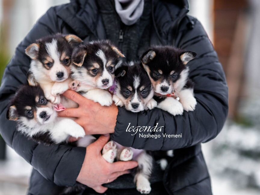 Щенки корги для лучших родителей