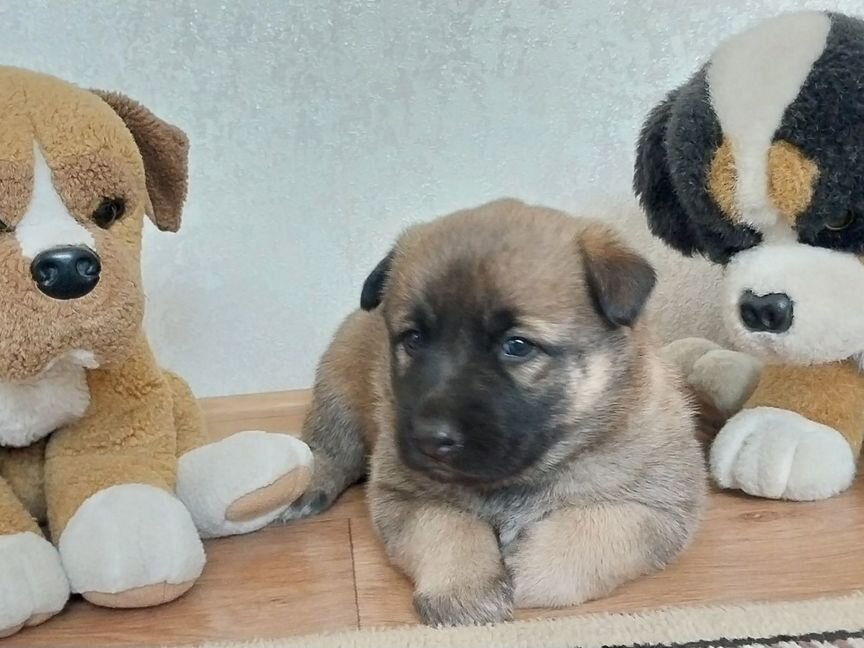 Два щенка ищут заботливых хозяев