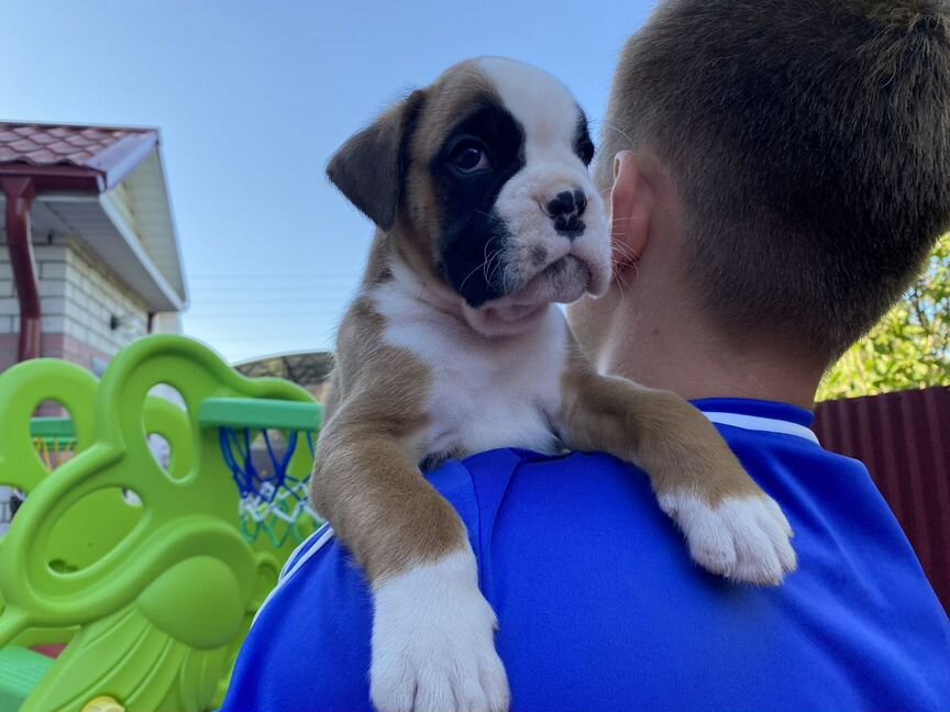 Боксер Немецкий мальчик рыжий расписной