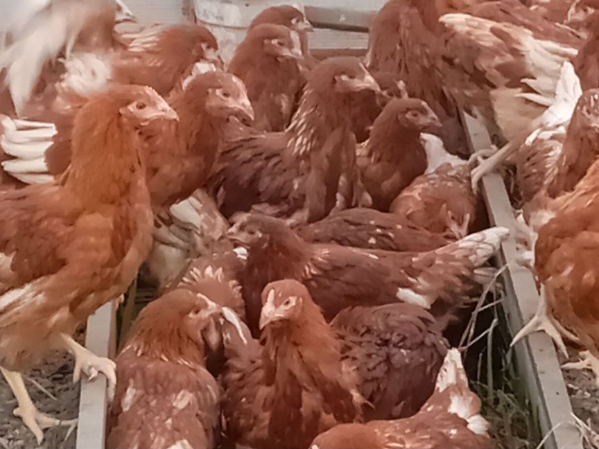 Куры молодки и индюшка