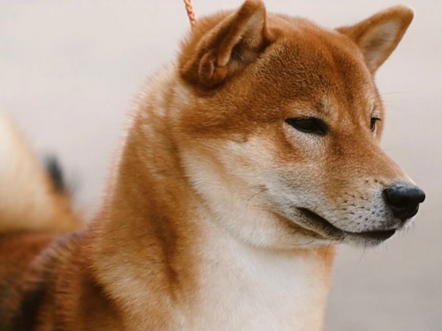 Сиба вязка интерчемпион