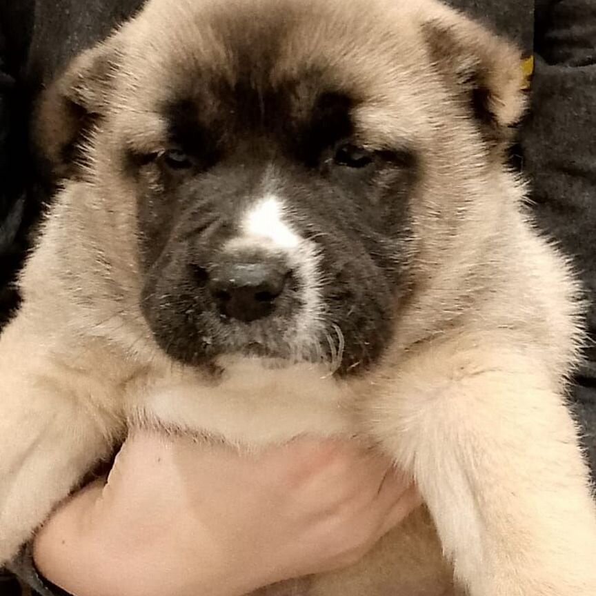 Щенки алабая