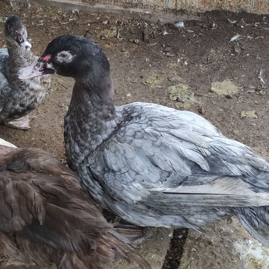 Продам мускусных уток и селезней на племя