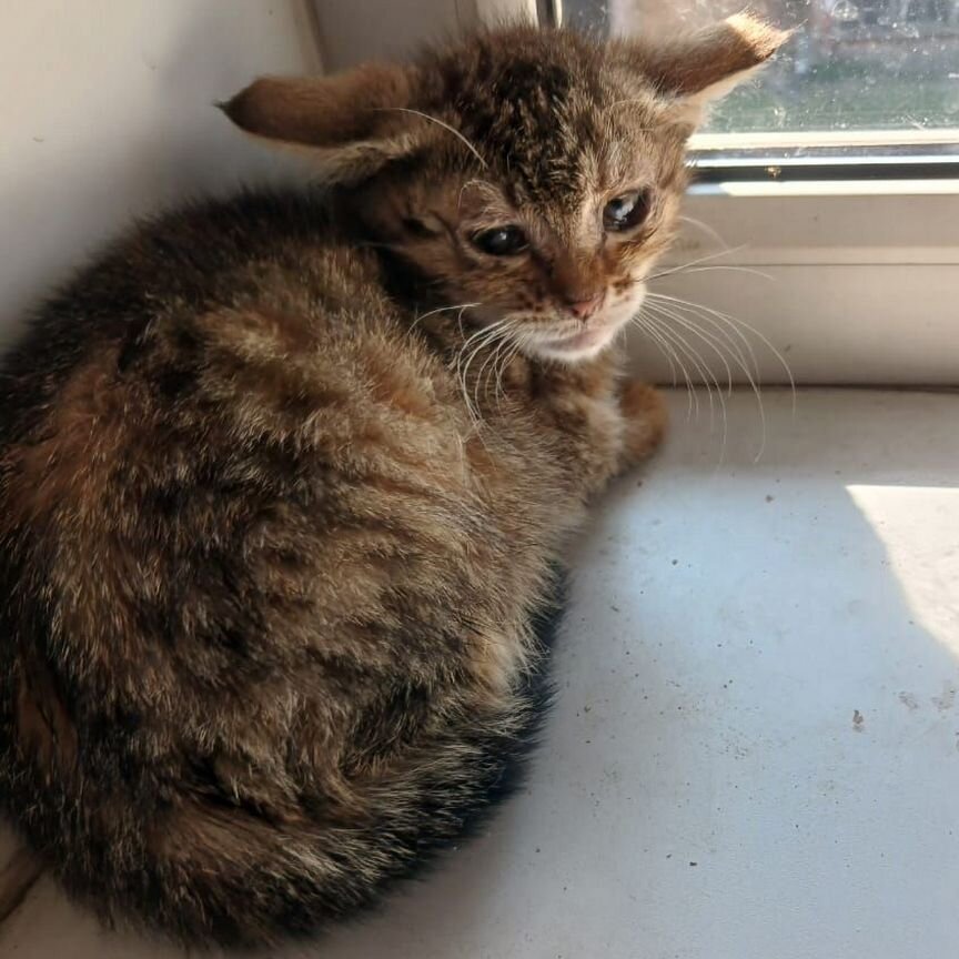Котёнок