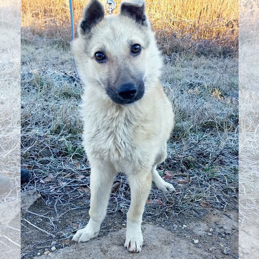 Щенок в добрые руки