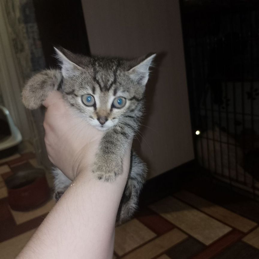 Помогите спасти котят