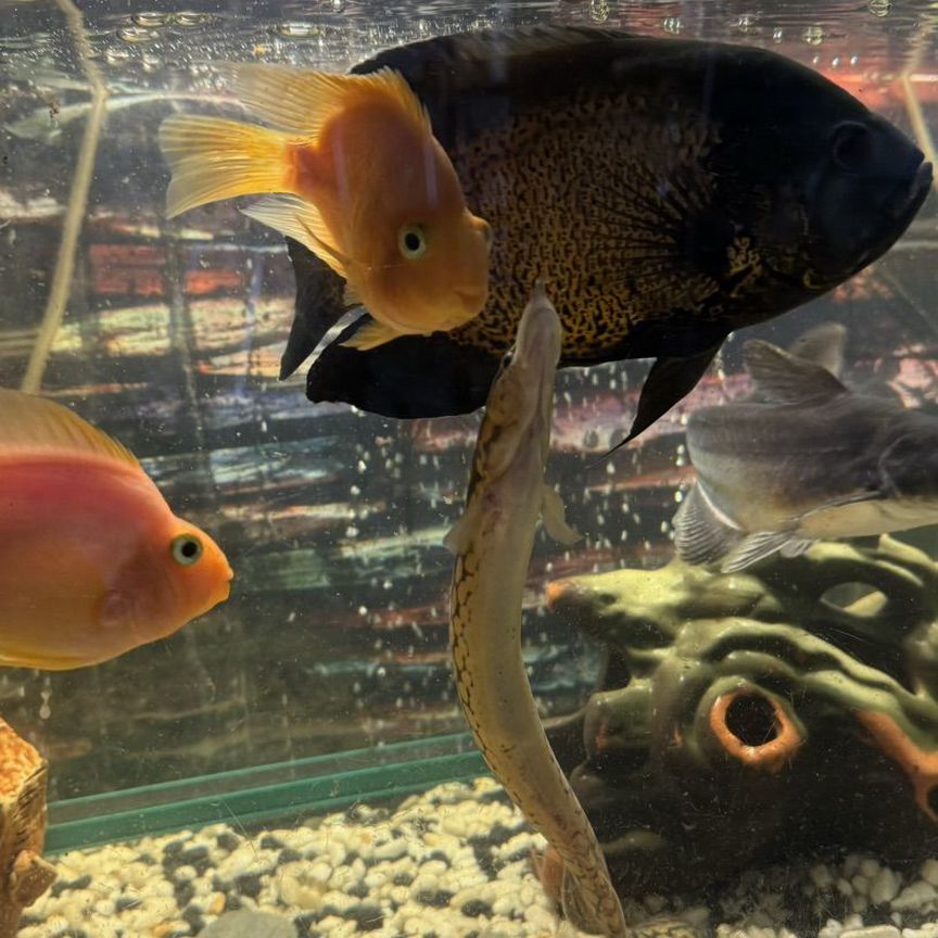 Аквариум с рыбками
