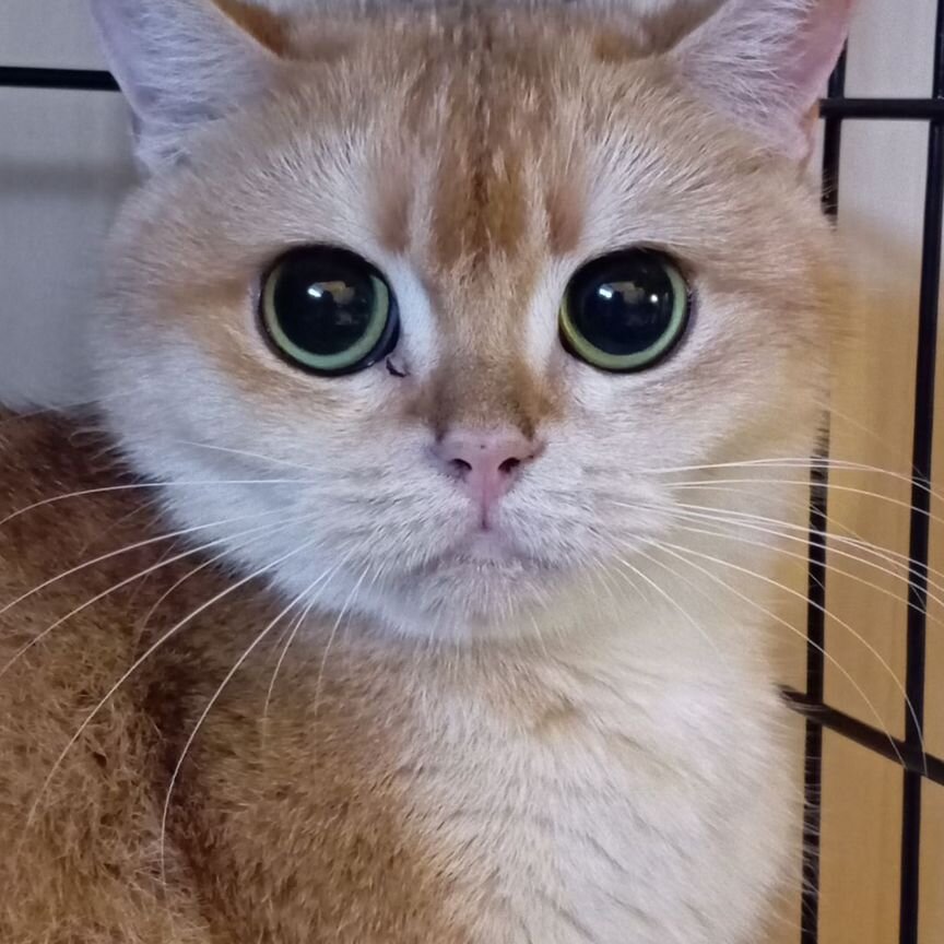 Молодая британская Леди ищет убежища