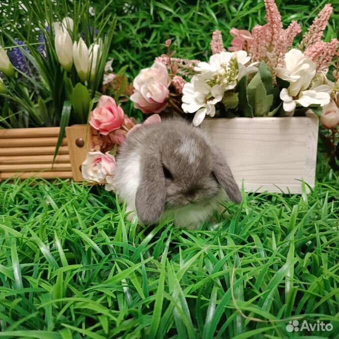 Только карликовые мини кролики. Доставка по РФ