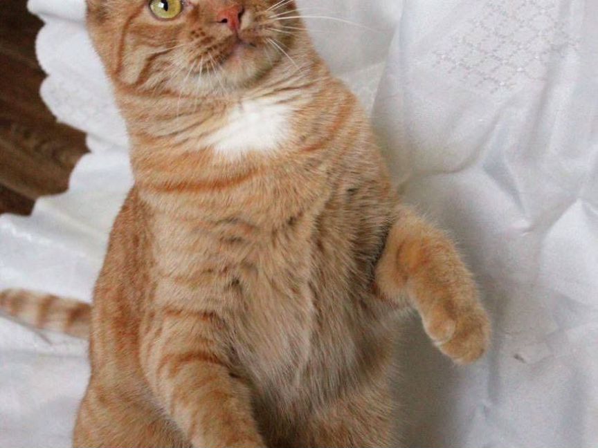 Кошка Дафна друг собак в добрые руки