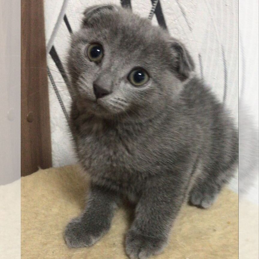 Вислоухие котята