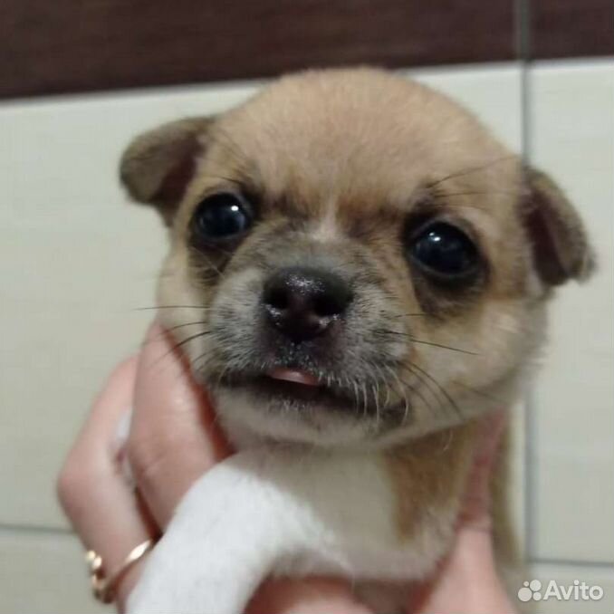Маленькая собака#мини чихухуа