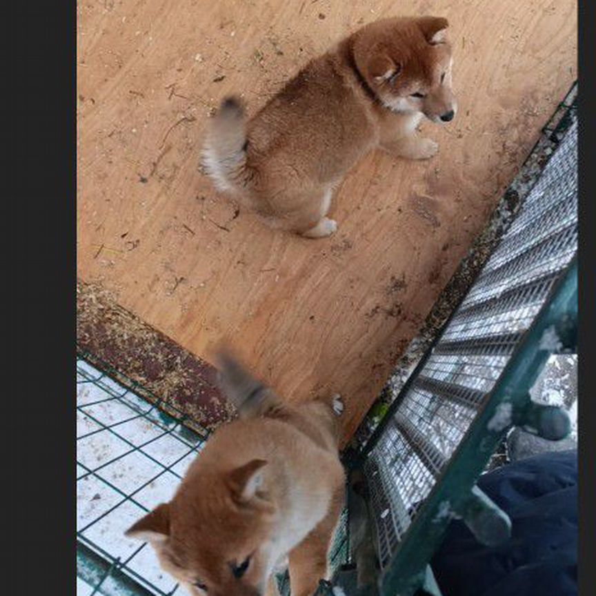 Сиба-ину, щенок